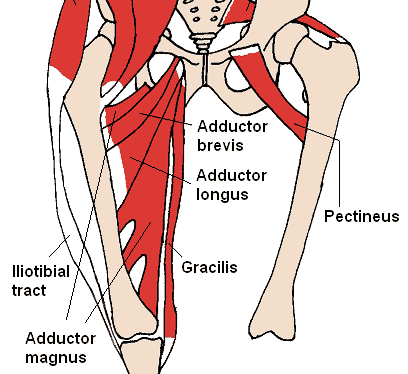 12 Adductor Stretches for Better Flexibility | Dr. Body Gadget